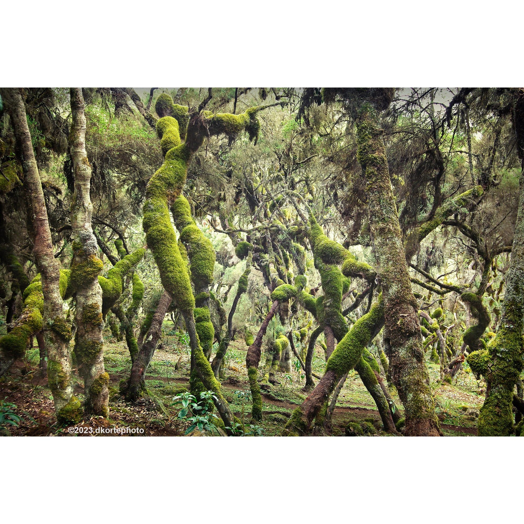 Ethiopia – David Korte Photographs