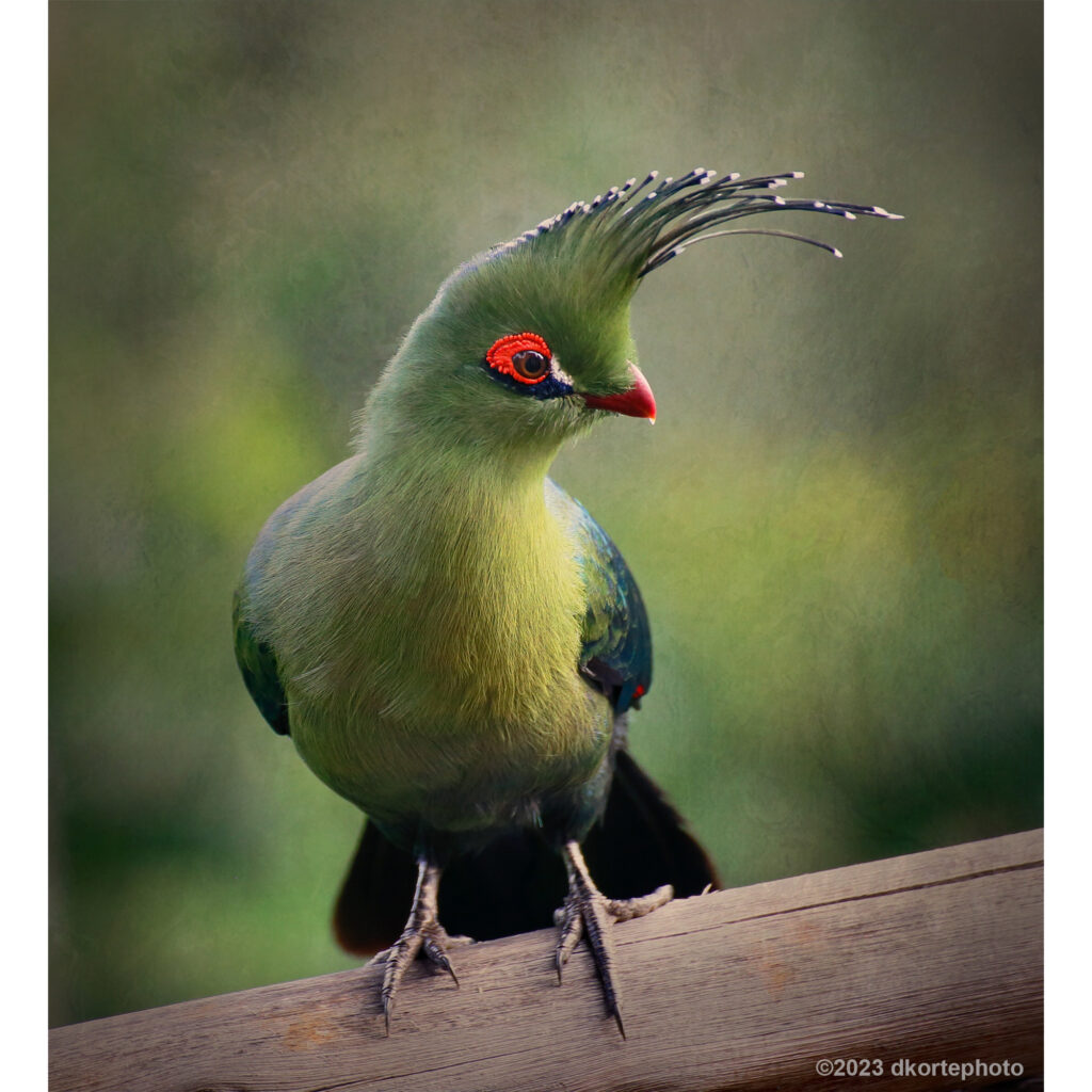 Africa – David Korte Photographs